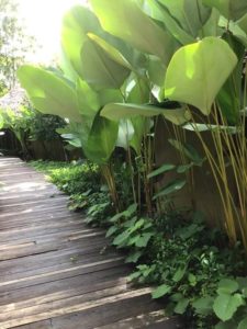 Maranta charuto - Papo de Arquiteta - Dicas de Decoração, Design de ...